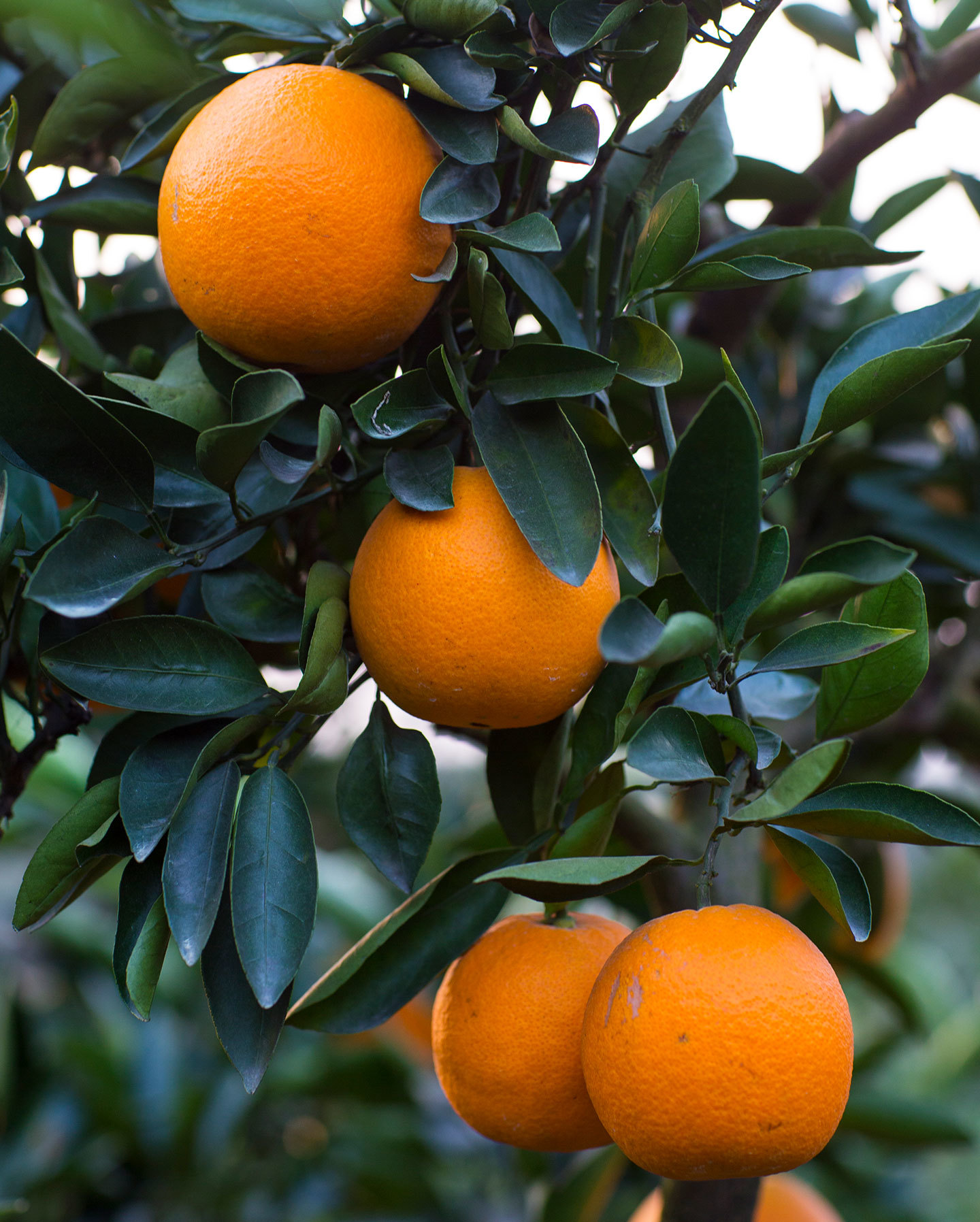 Our Produce | The Ruby Company