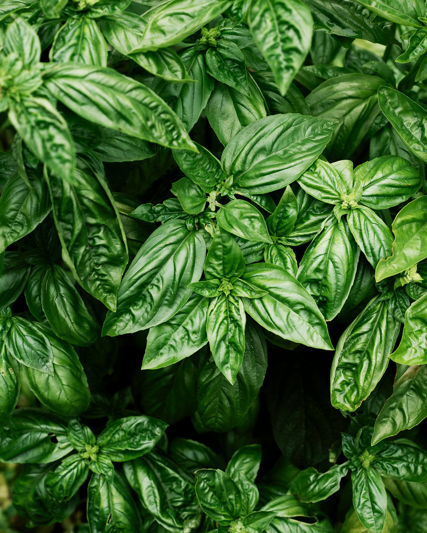 Our Produce | The Ruby Company