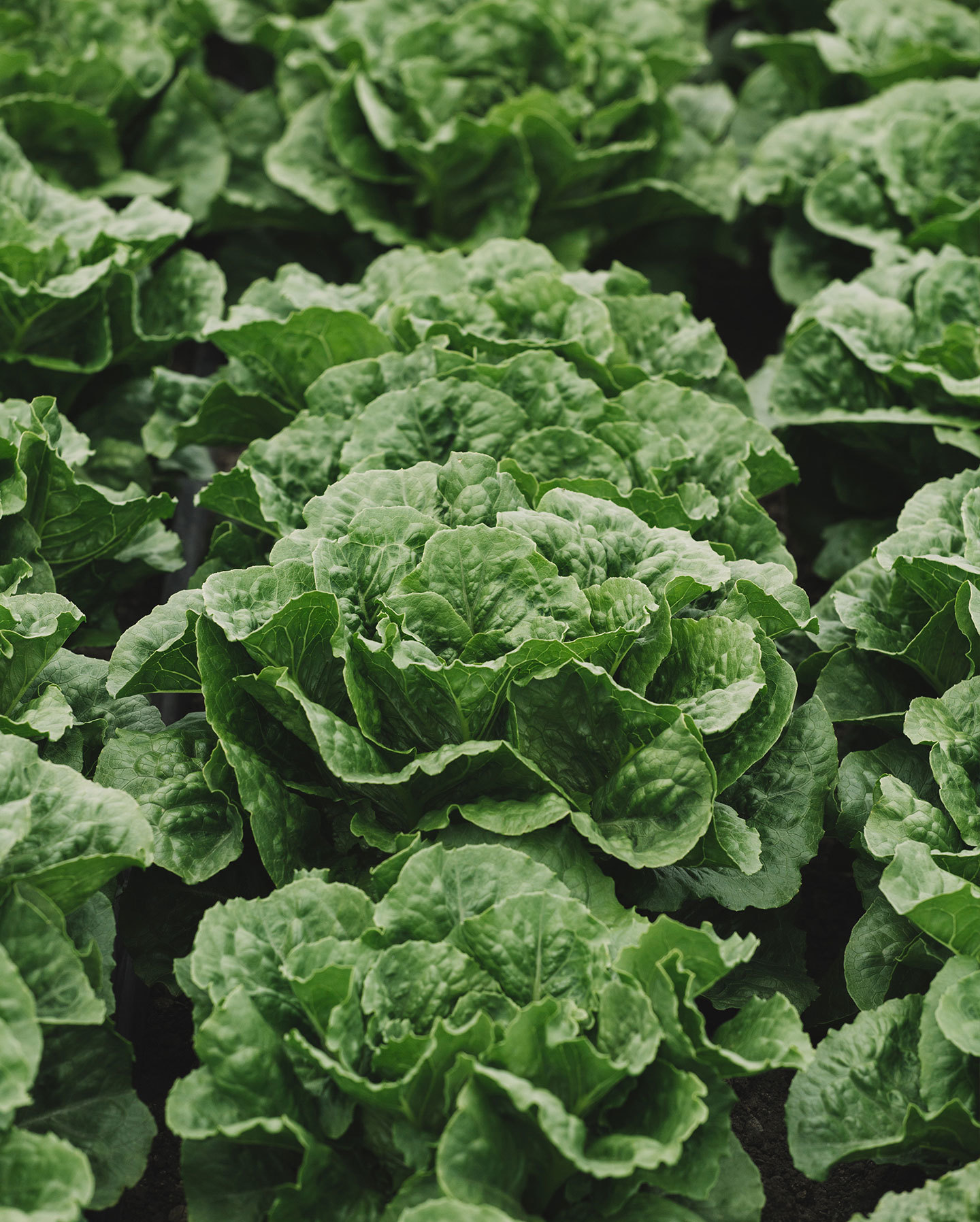 Our Produce | The Ruby Company