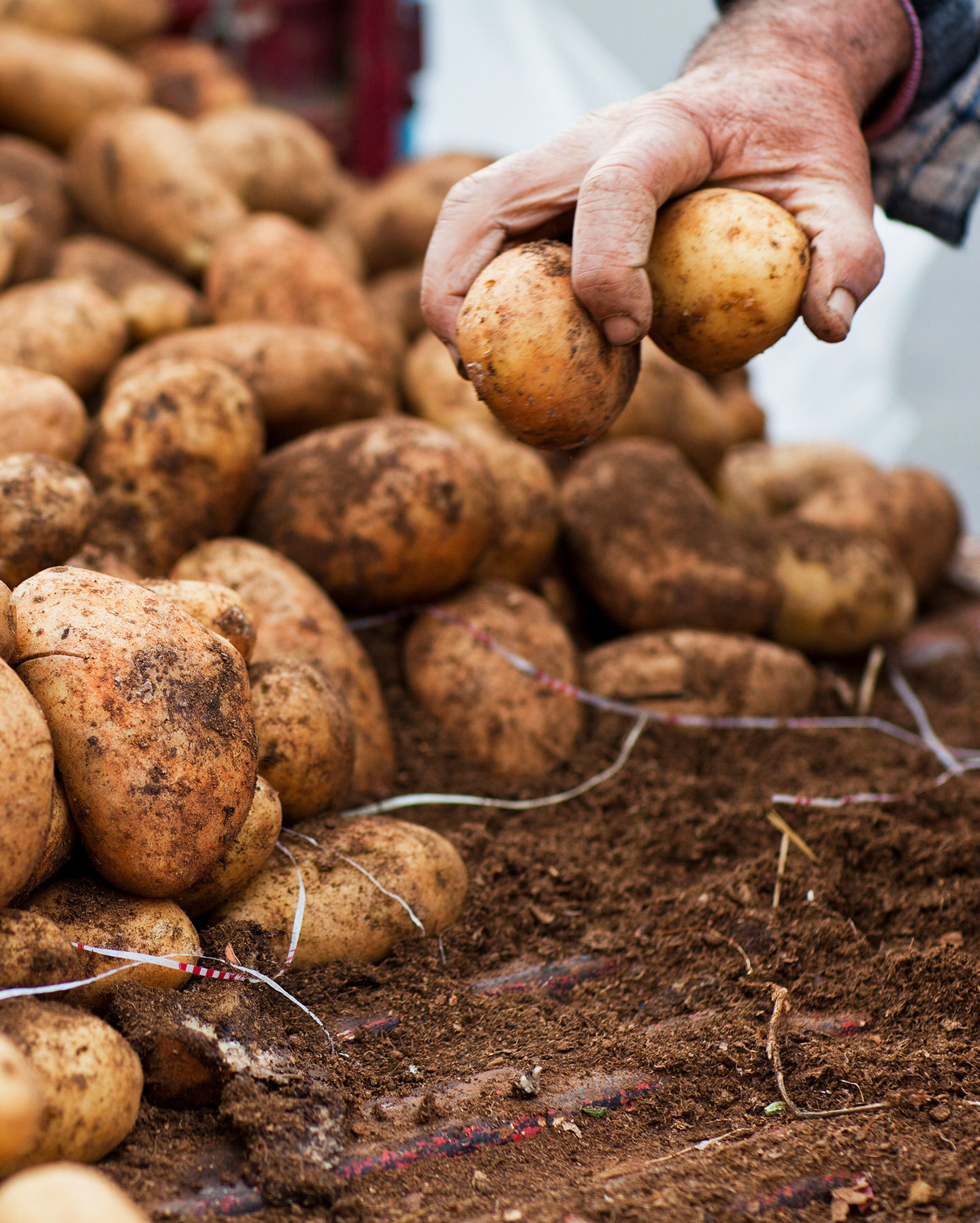 Potatoes | The Ruby Company