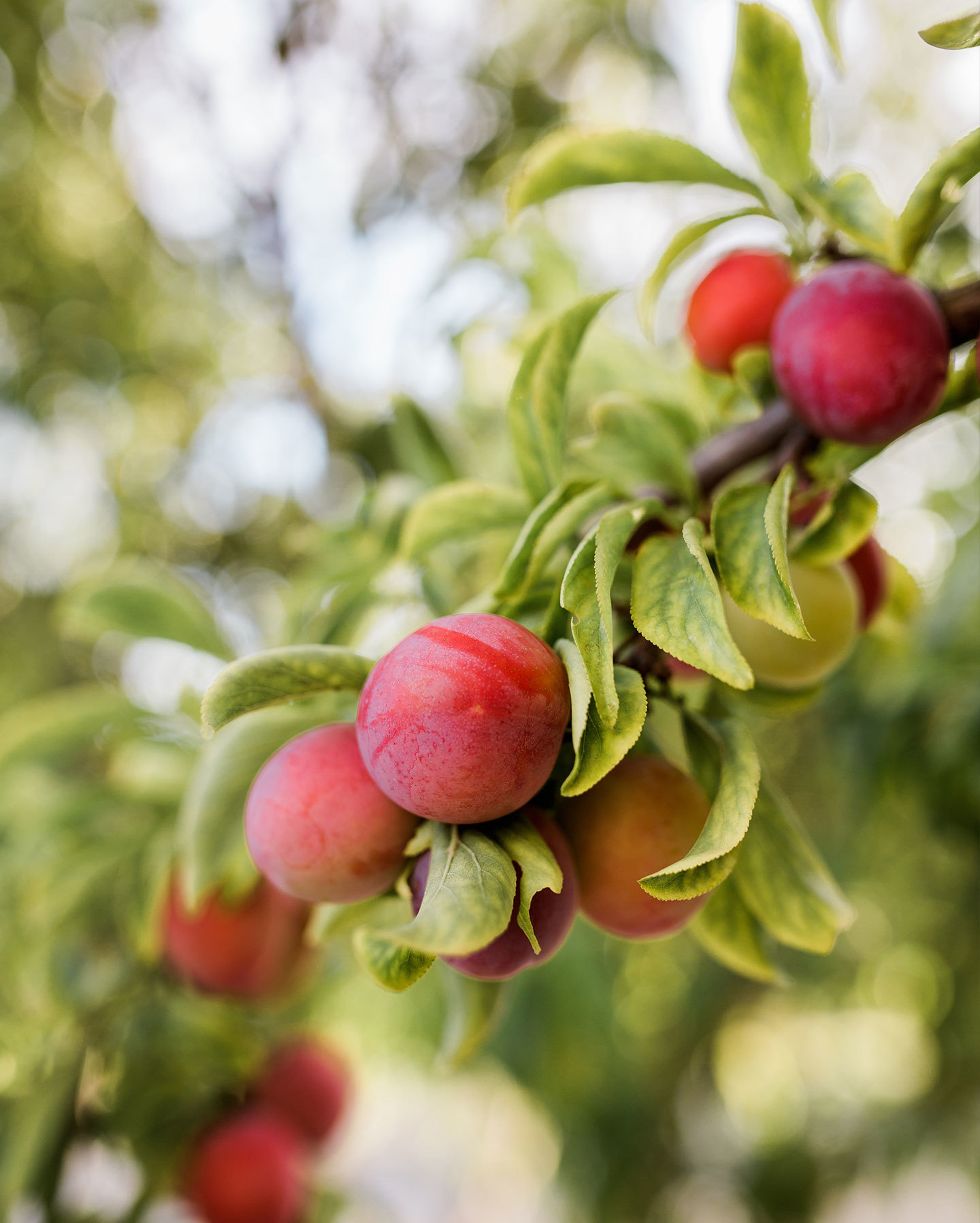 Our Produce | The Ruby Company