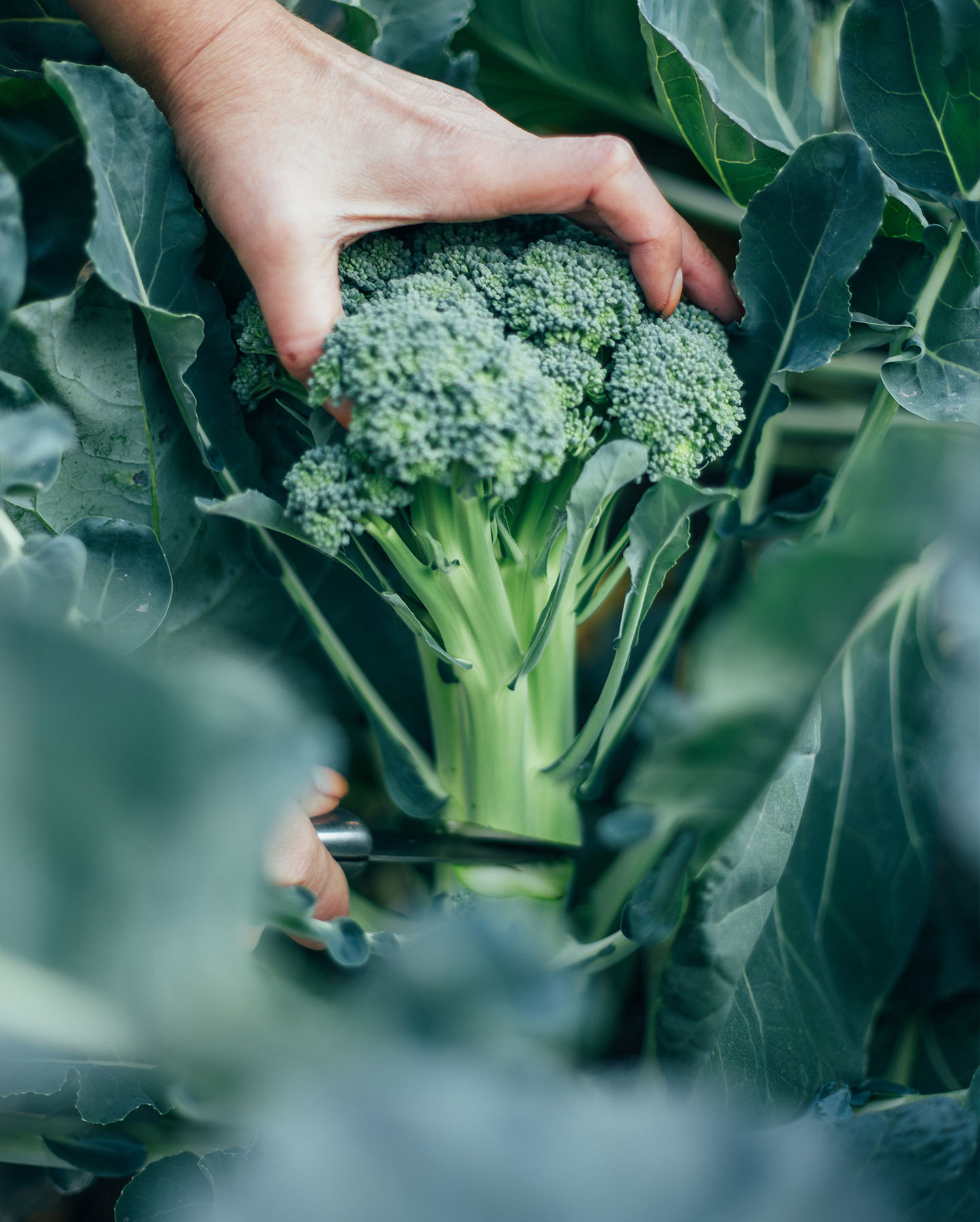 Our Produce | The Ruby Company