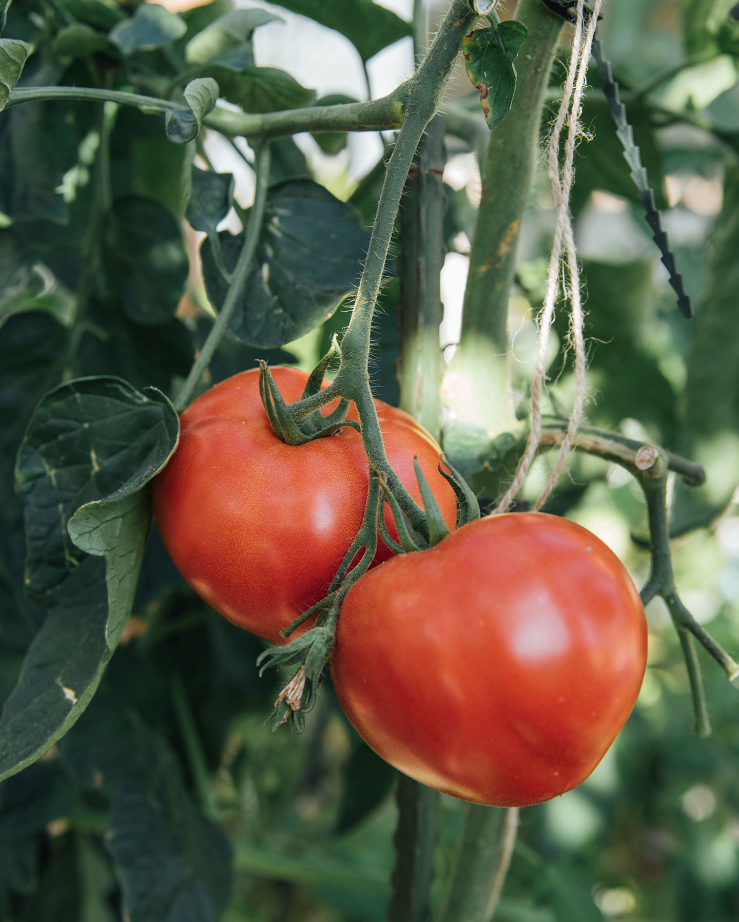 Our Produce | The Ruby Company