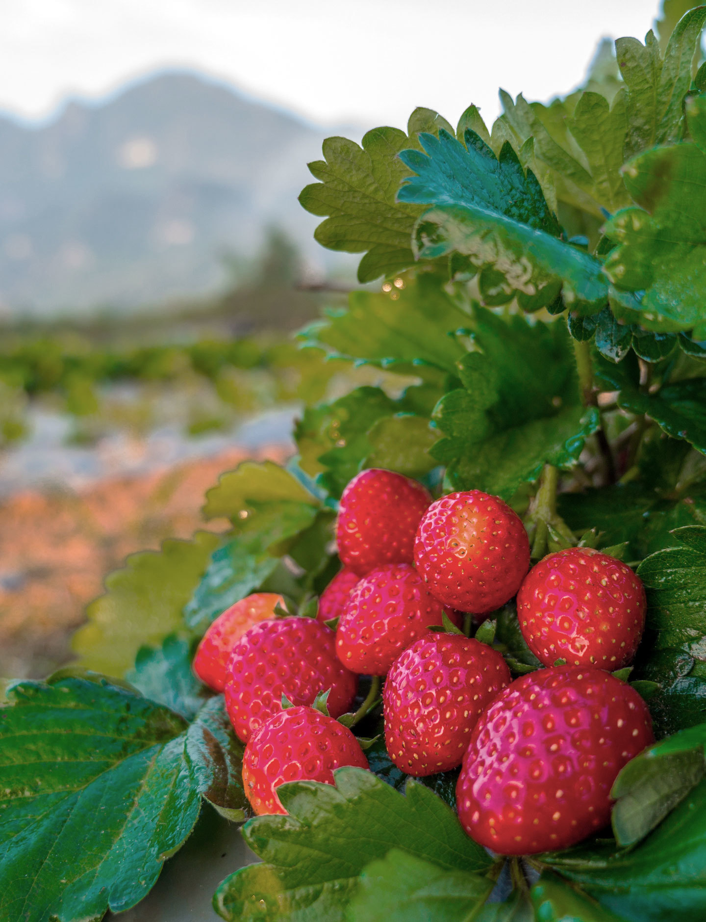 Berries | The Ruby Company